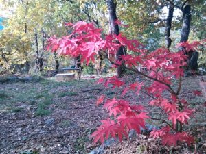 Chef Seattle – Mamita des Montagnes